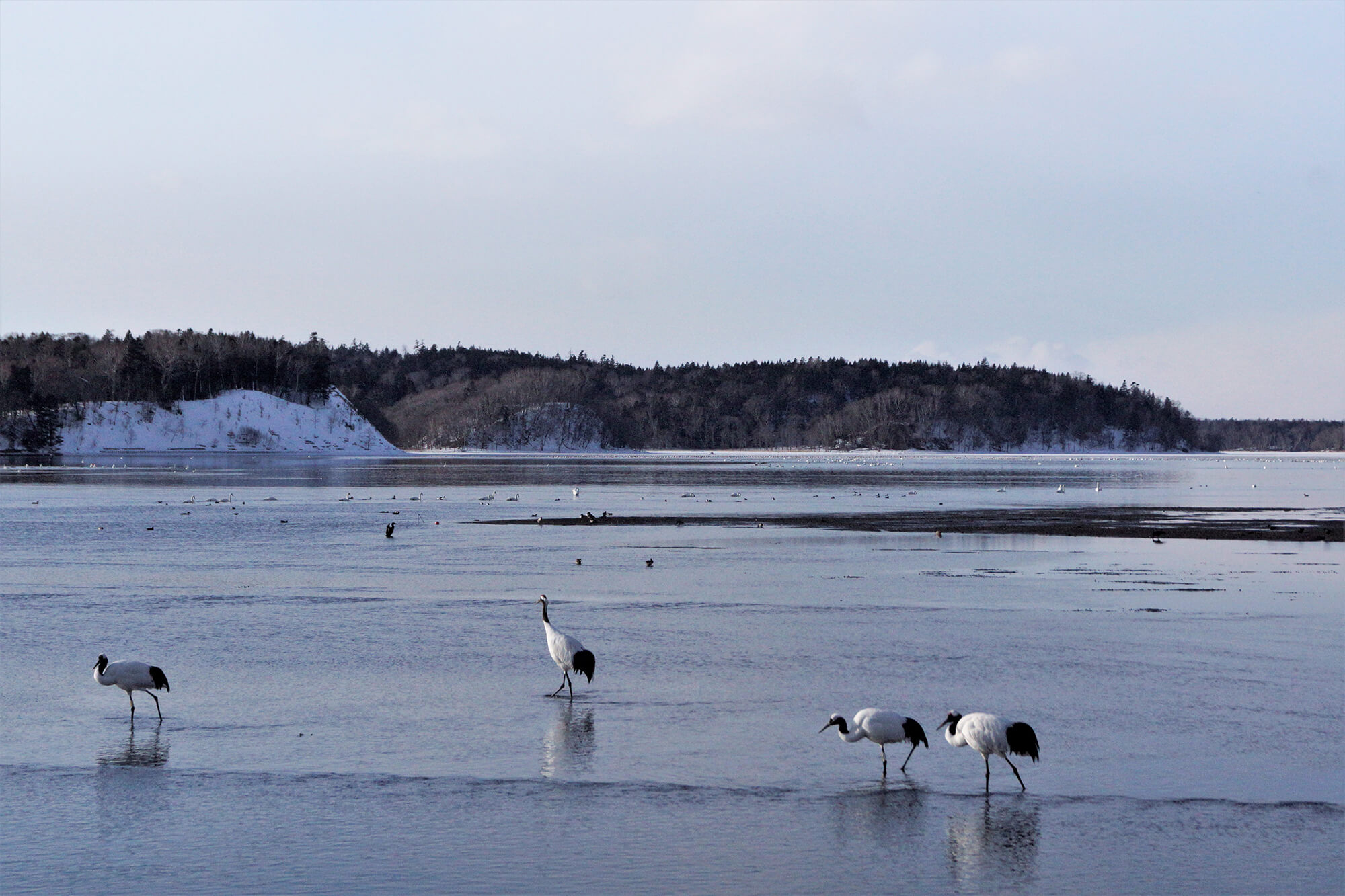 Hokkaido Nemuro City Tourism Official Web | DEEP HOKKAIDO NEMURO