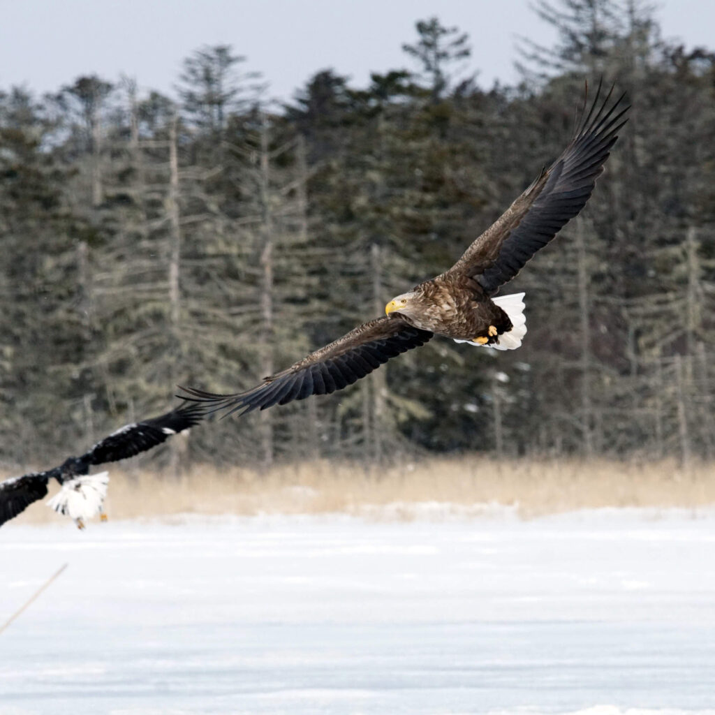 Hokkaido Nemuro City Tourism Official Web | DEEP HOKKAIDO NEMURO